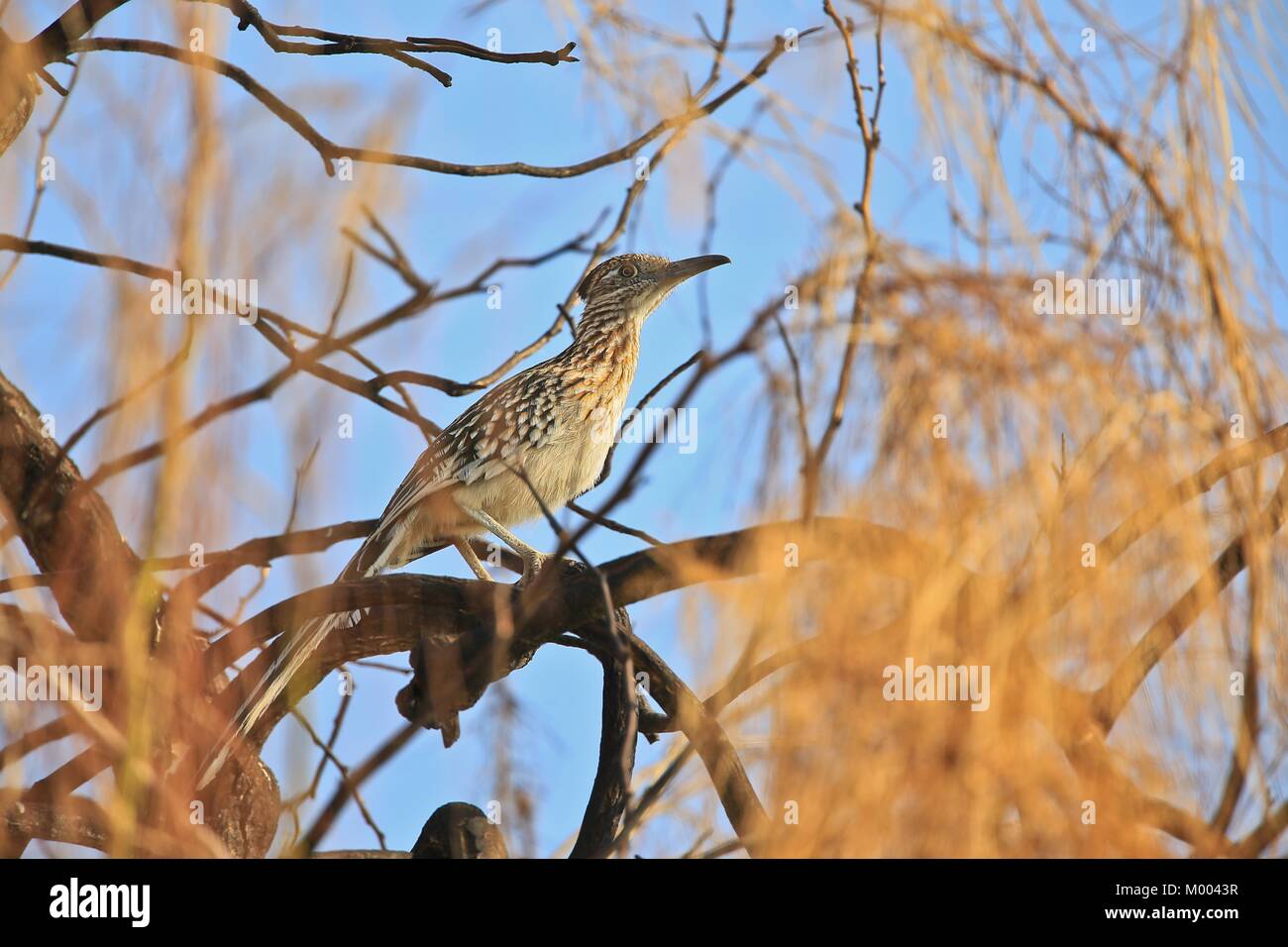 corre caminos, churea,correcaminos road Runner Stock Photo - Alamy