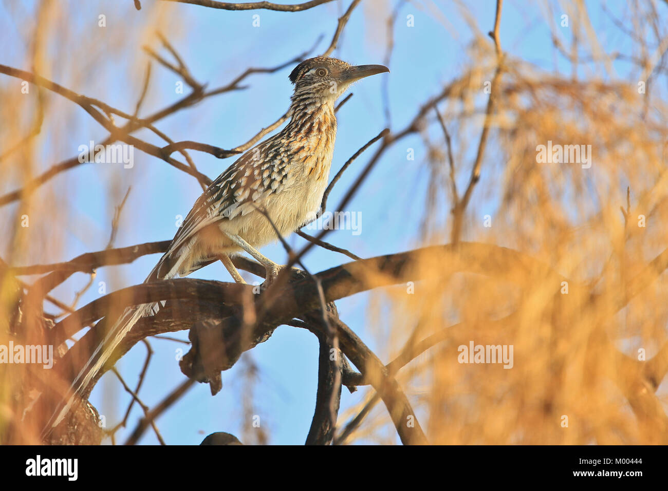 corre caminos, churea,correcaminos road Runner Stock Photo - Alamy