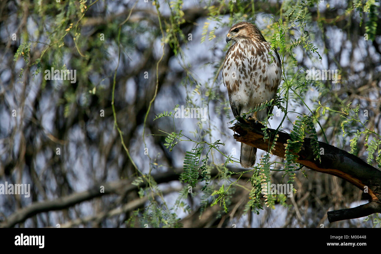 Falcon among branches hi-res stock photography and images - Alamy