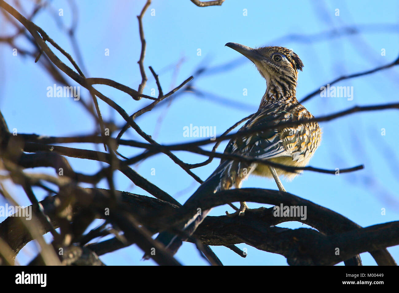 corre caminos, churea,correcaminos road Runner Stock Photo - Alamy
