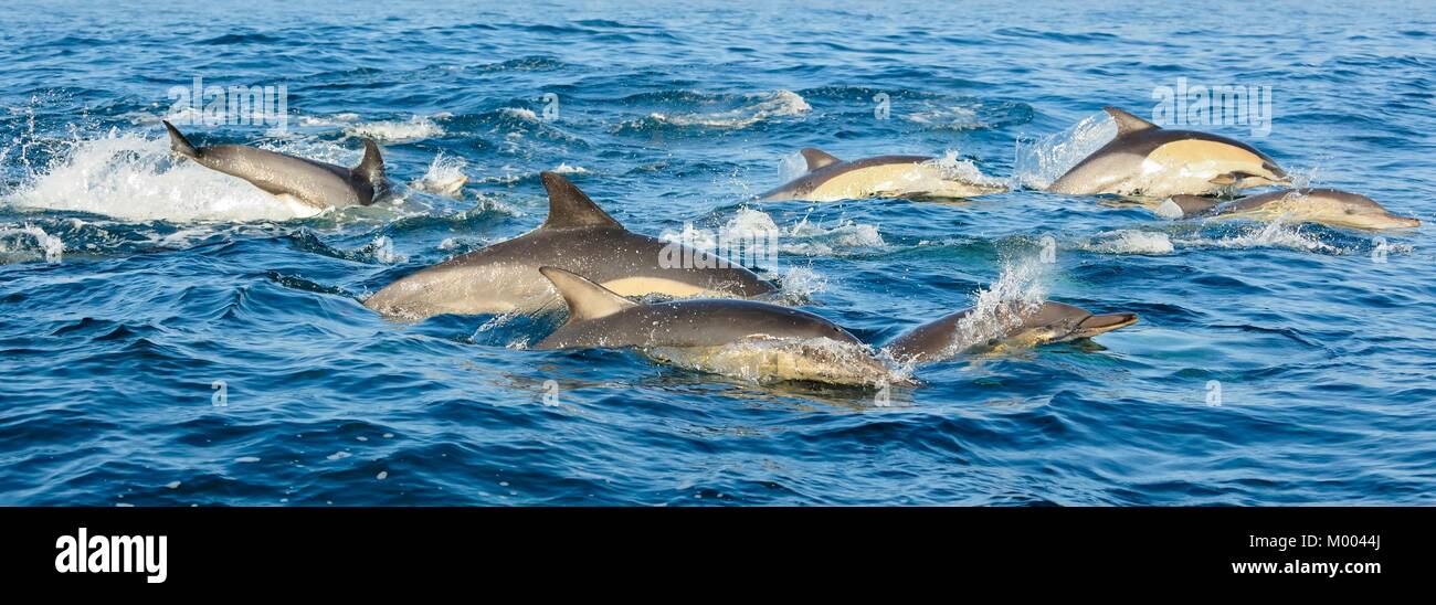 Group of dolphins, swimming in the ocean and hunting for fish. The ...