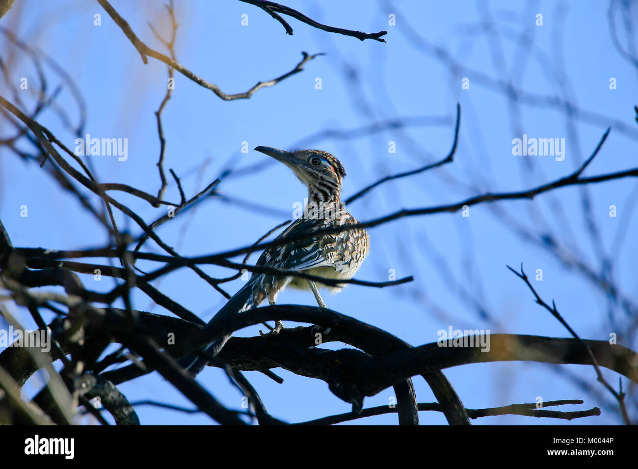 corre caminos, churea,correcaminos road Runner Stock Photo - Alamy