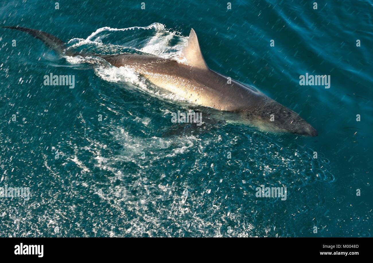 Great White shark (Carcharodon carcharias) in the water.Pacific ocean ...