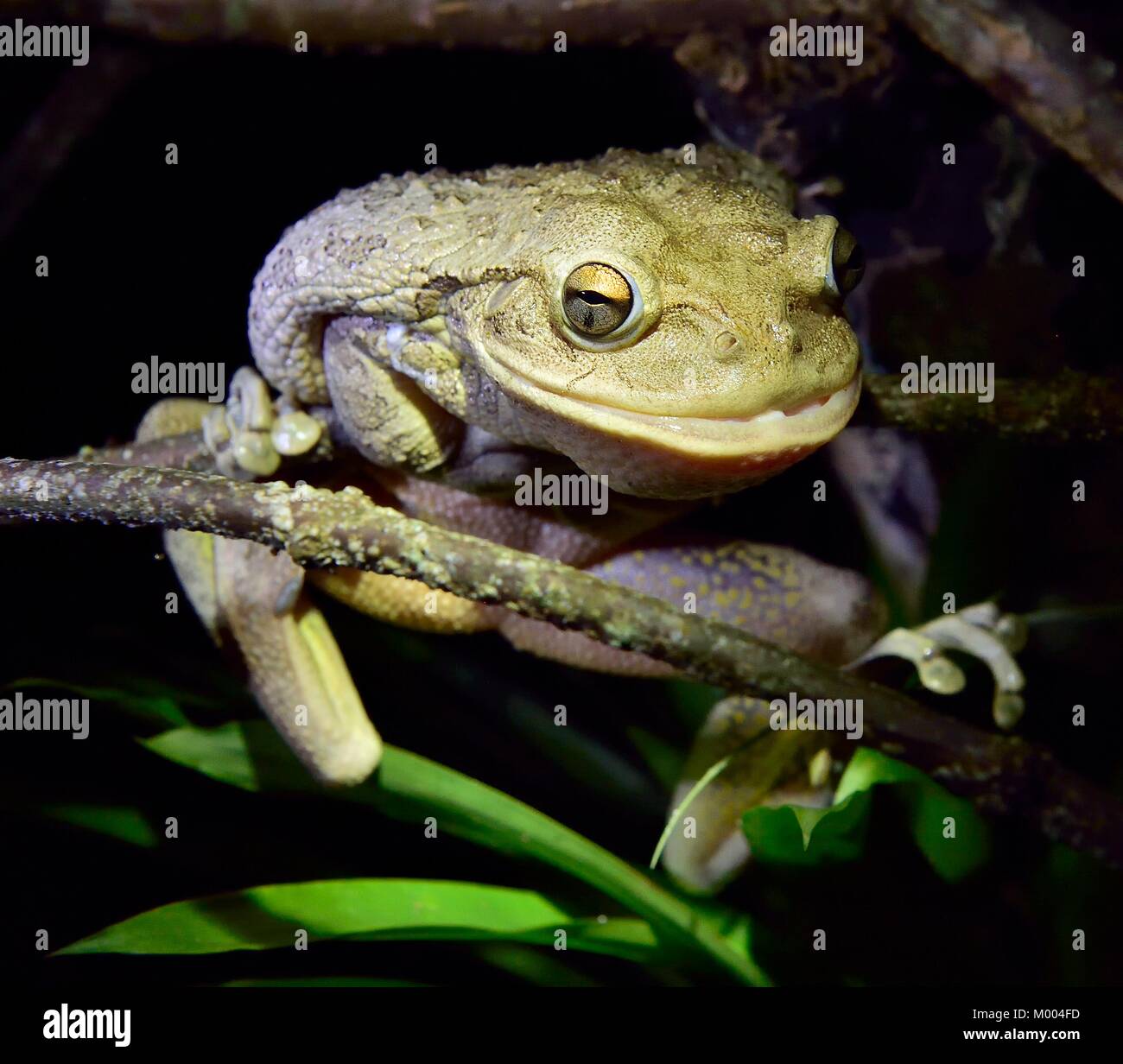 World's Biggest Cuban Tree Frog at night .The Cuban tree frog ...