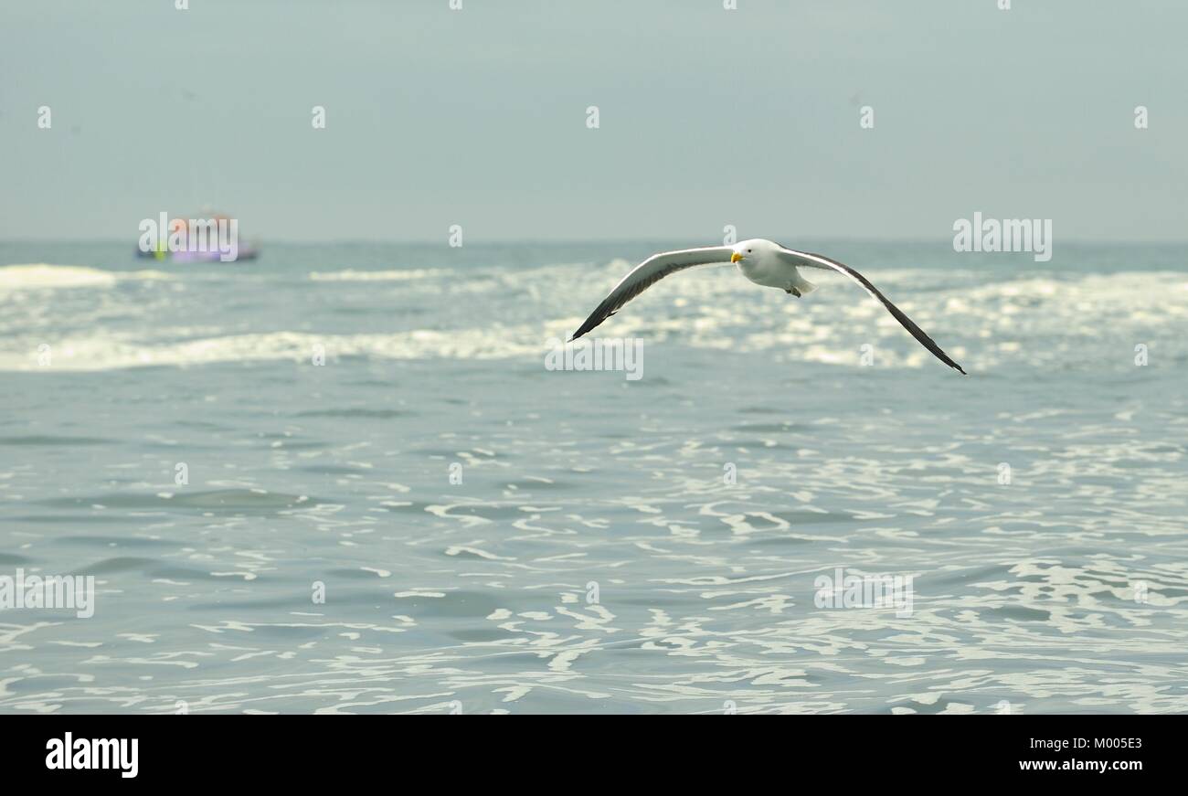 Kelp gull (Larus dominicanus), also known as the Dominican gull and ...