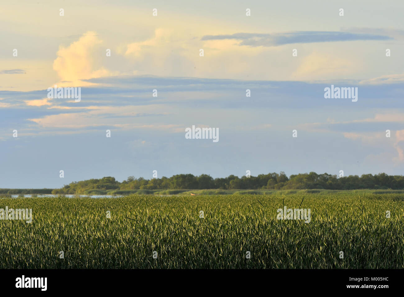 The river reed coast landscape and clouds. Summer Stock Photo - Alamy