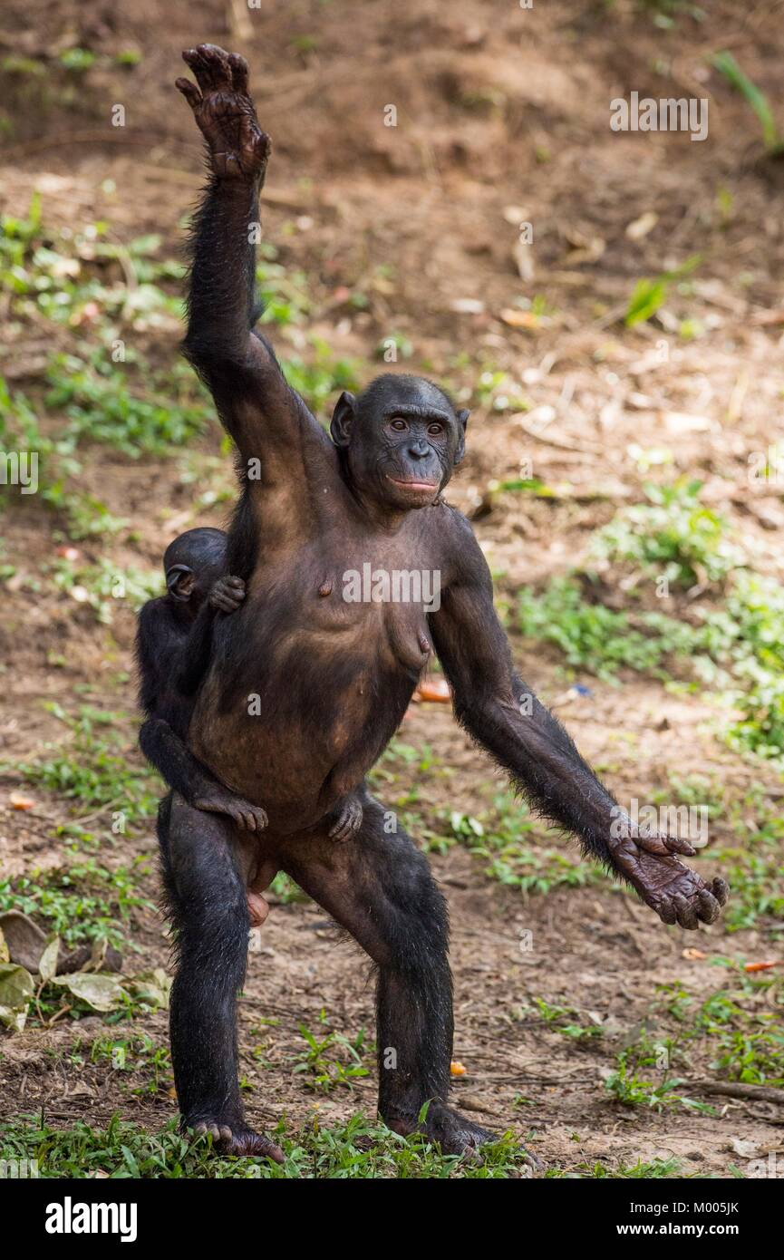 Bonobo standing on her legs in water with a cub on a back. Green ...