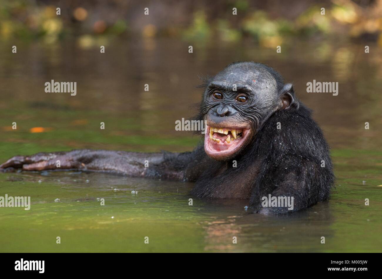 Smiling Bonobo in the water. Bonobo in the water with pleasure and ...