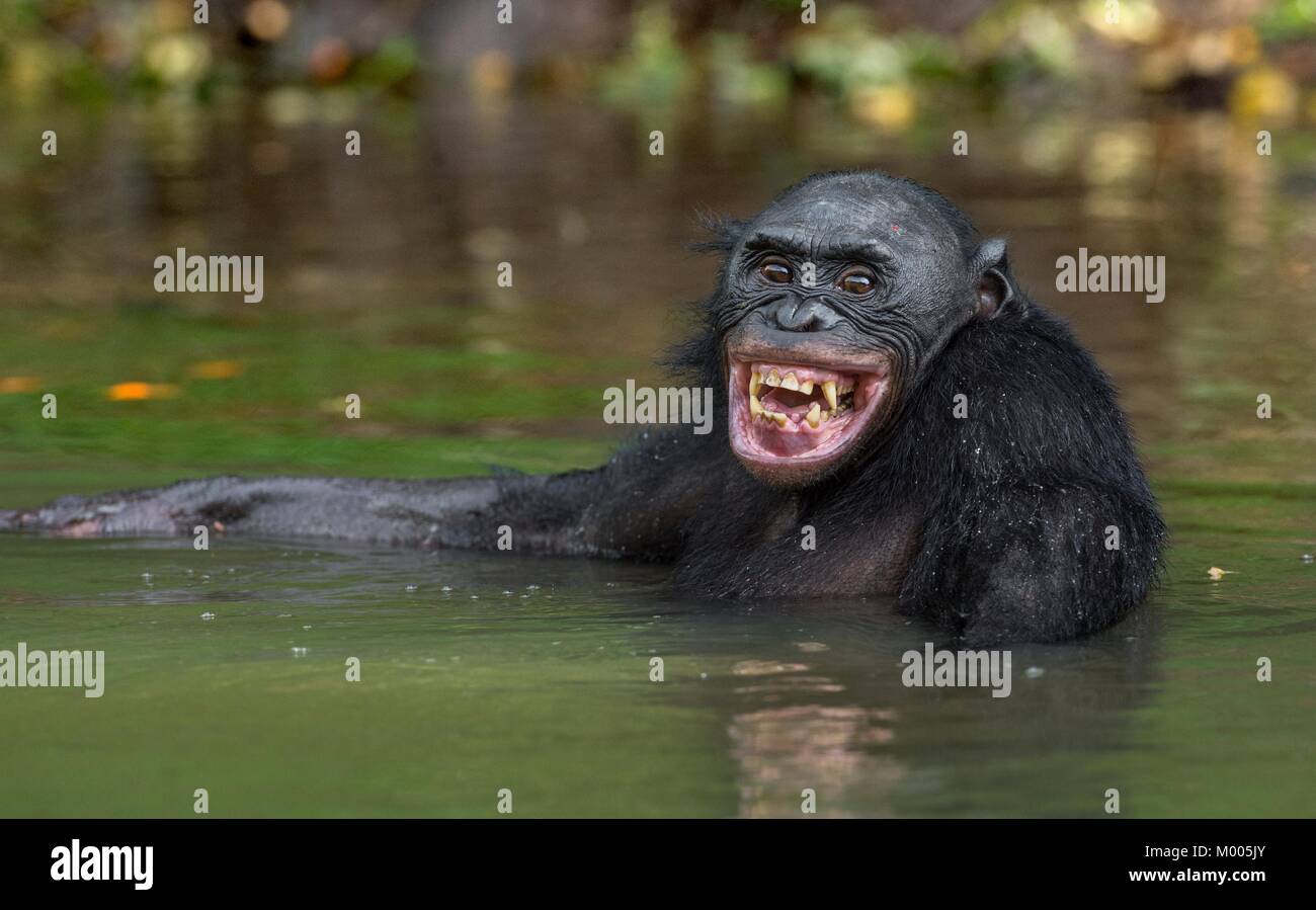 Pan genus hi-res stock photography and images - Alamy