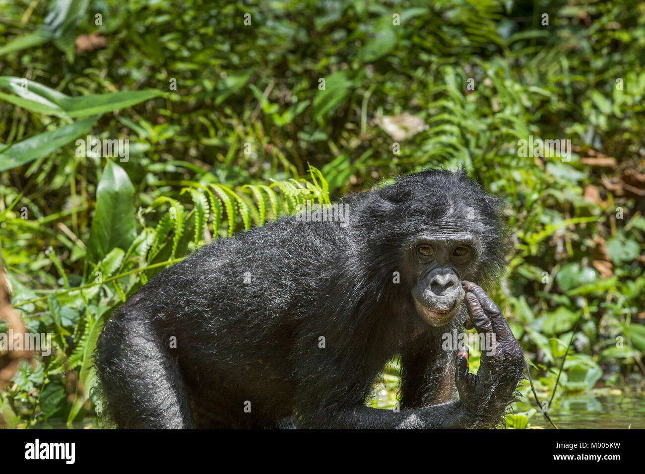The close up portrait of Bonobo (Pan Paniscus) on the green natural ...