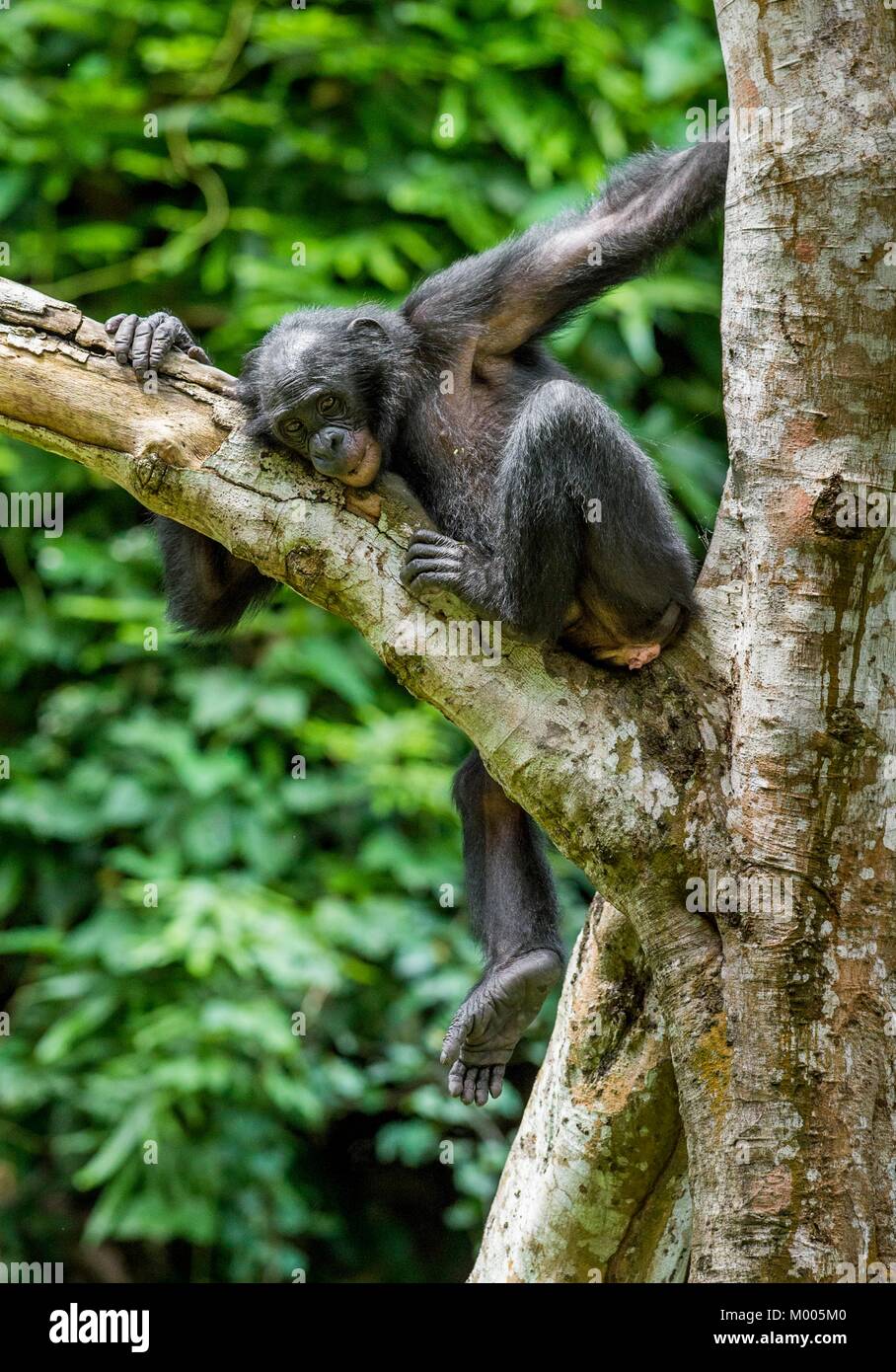 The portrait of juvenile Bonobo on the tree in natural habitat. Green ...