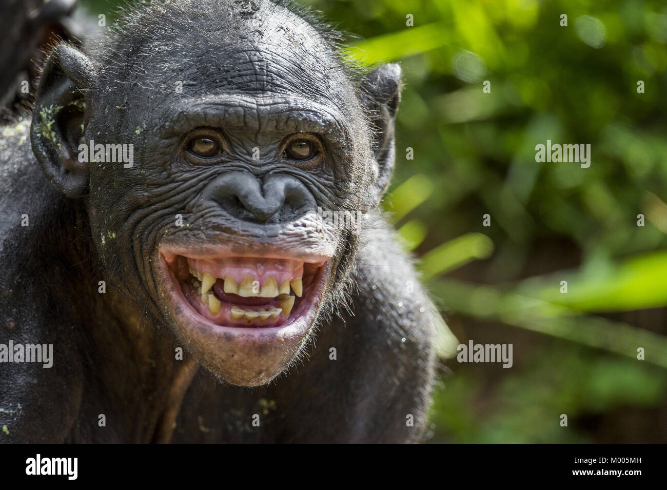 Close up Portrait of smiling Bonobo in natural habitat. Green natural ...