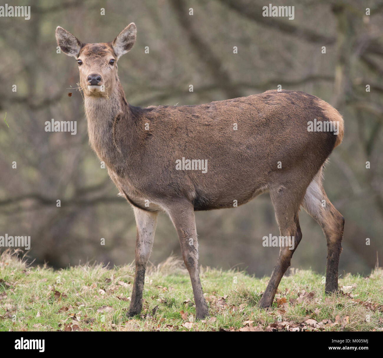 Female red deer (Cervus elaphus), Harewood, United Kingdom Stock Photo ...