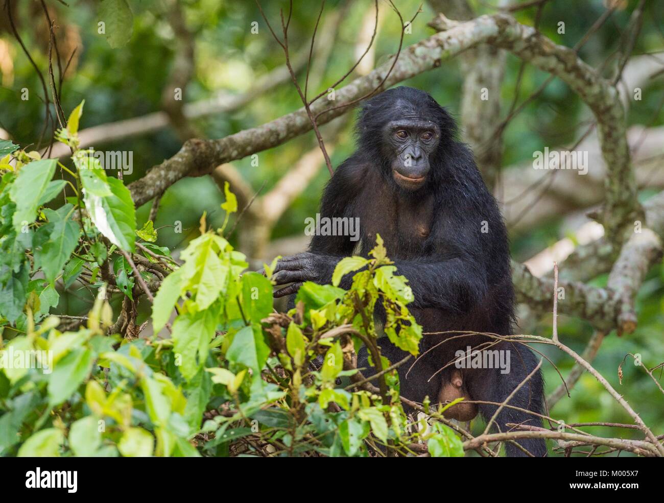 Bonobo on the tree Stock Photo - Alamy
