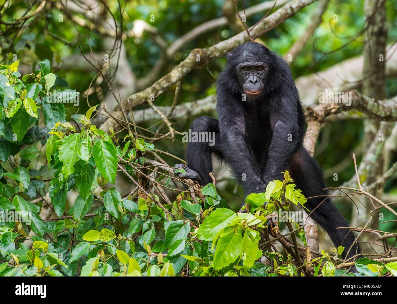 Bonobo on the tree Stock Photo - Alamy