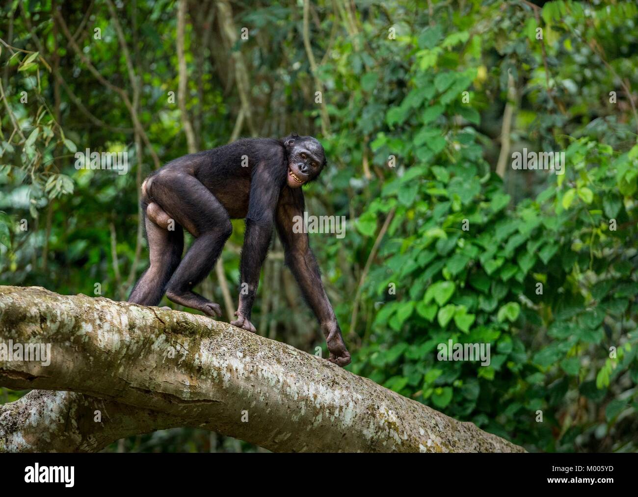 Bonobos (Pan Paniscus) on a tree branch. Green natural jungle ...