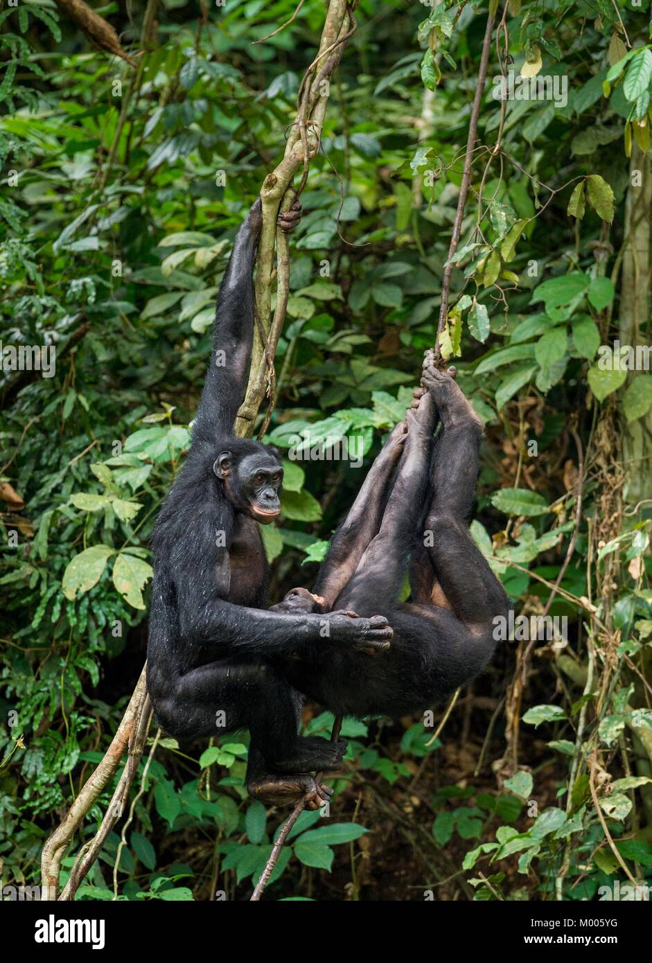 Bonobos hi-res stock photography and images - Alamy
