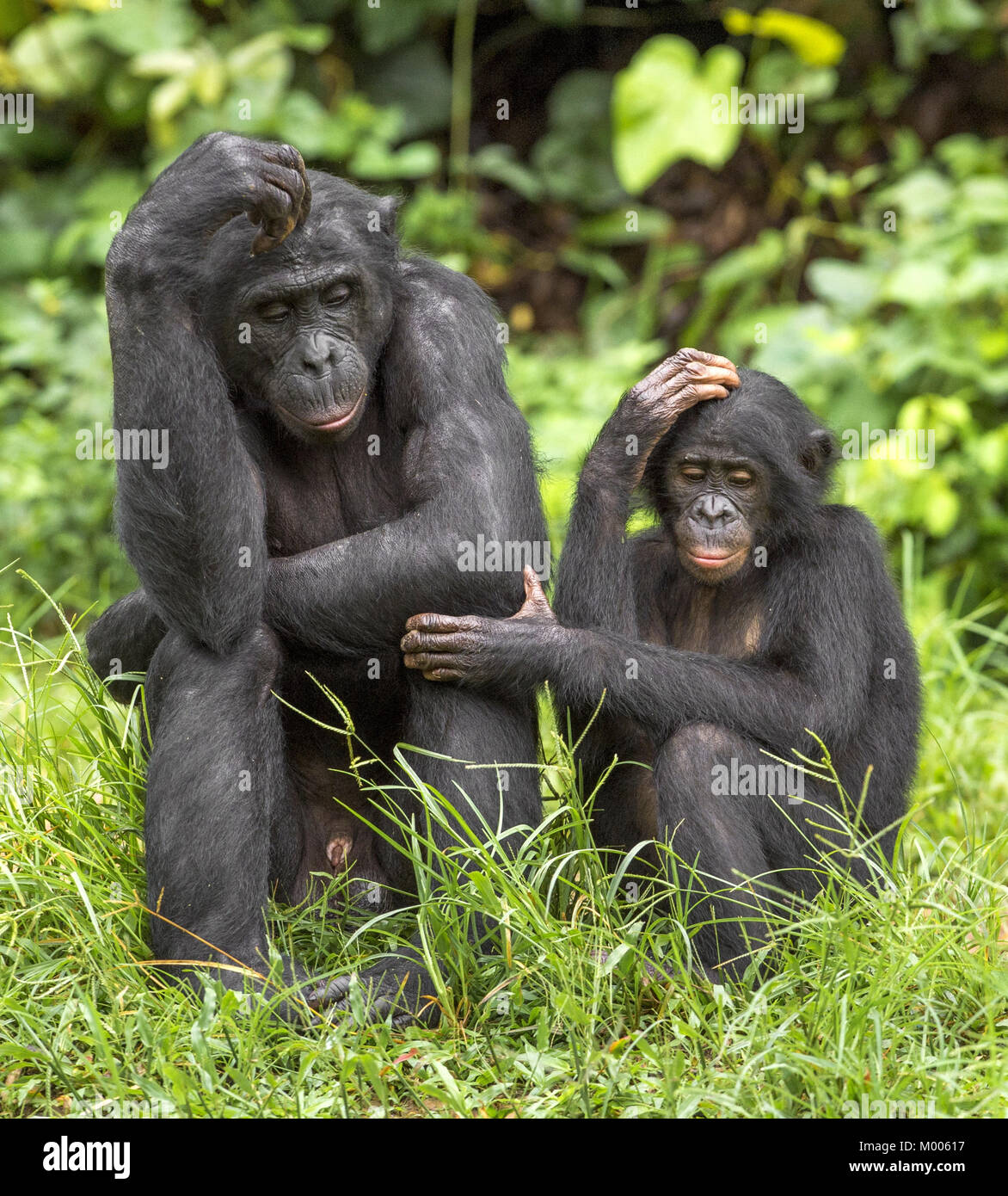 Bonobos (Pan Paniscus) on green natural background. Democratic Stock ...