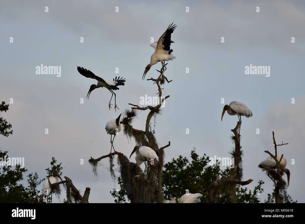 Wood Storks in a Tree Stock Photo - Alamy