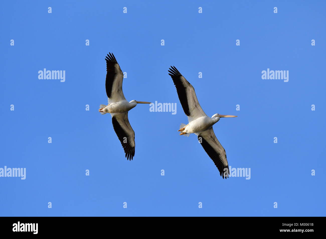 White Pelicans in Flight Stock Photo - Alamy