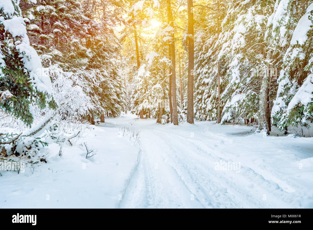 Road through winter mountain forest Stock Photo - Alamy