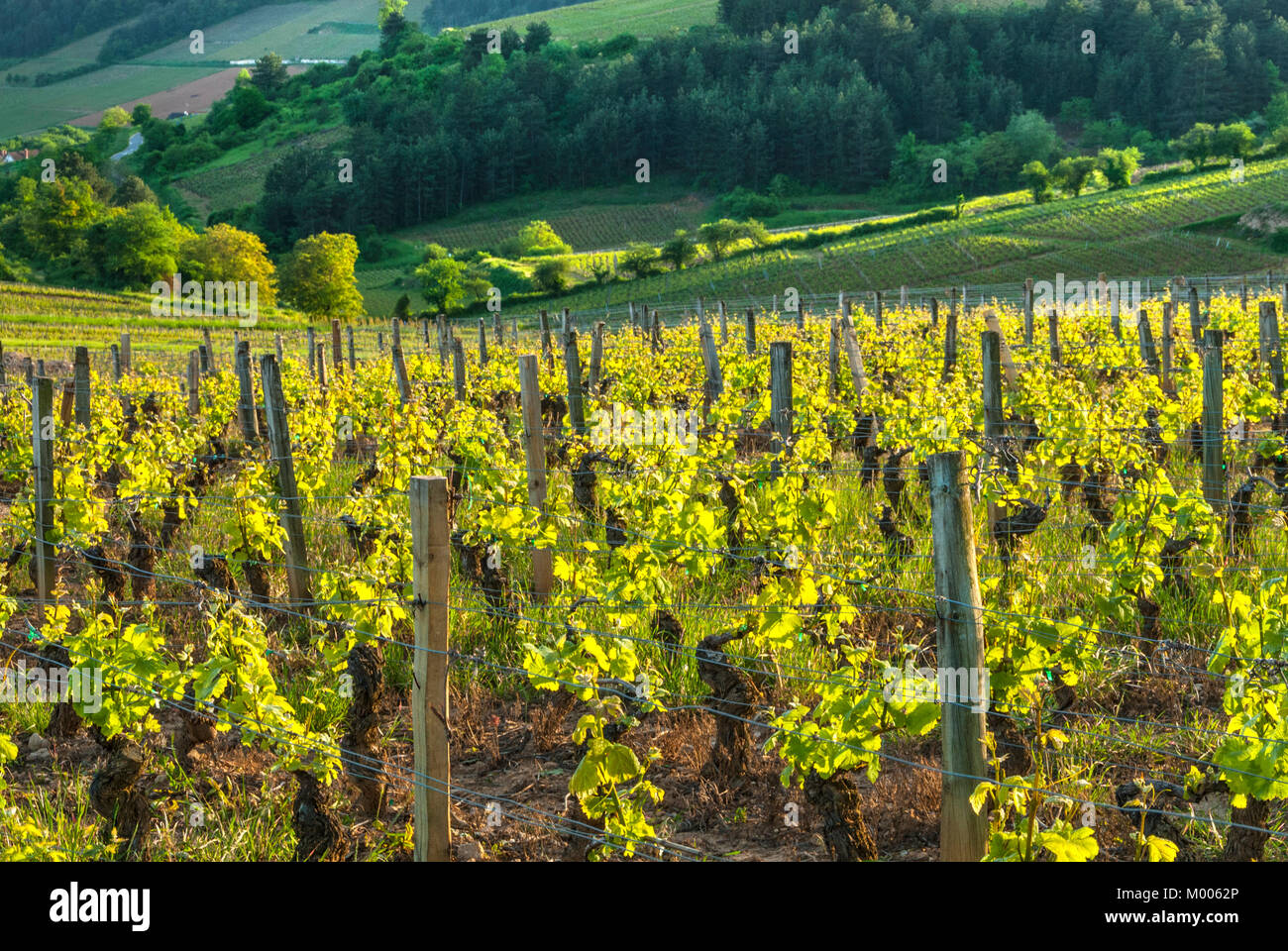 Haute cotes de nuits hi-res stock photography and images - Alamy