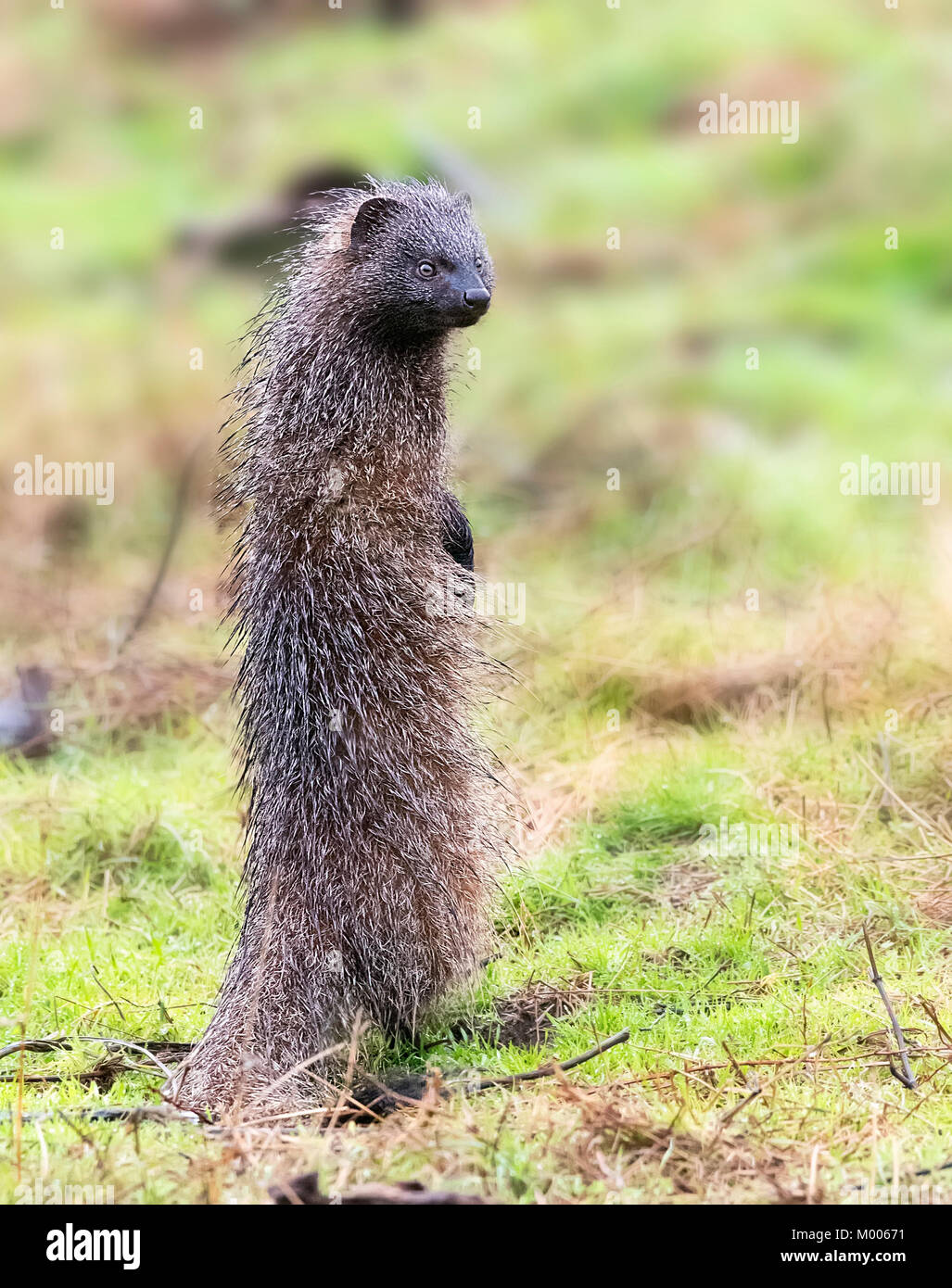 Meloncillo egyptian mongoose herpestes ichneumon hi-res stock ...