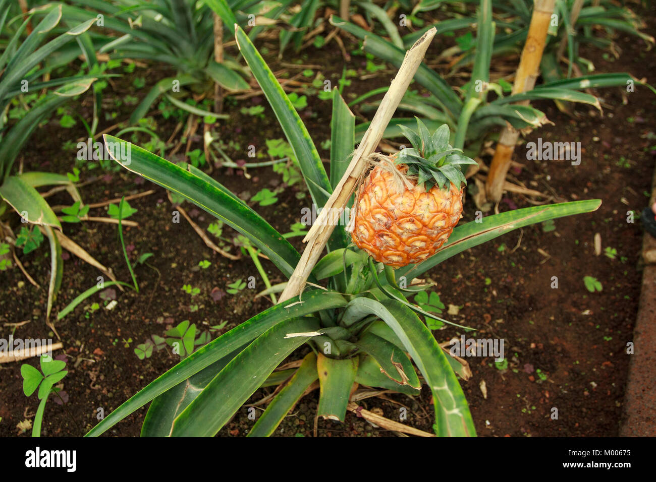 Close-up of matured Pineapple growing inside at Arruda pineapple ...
