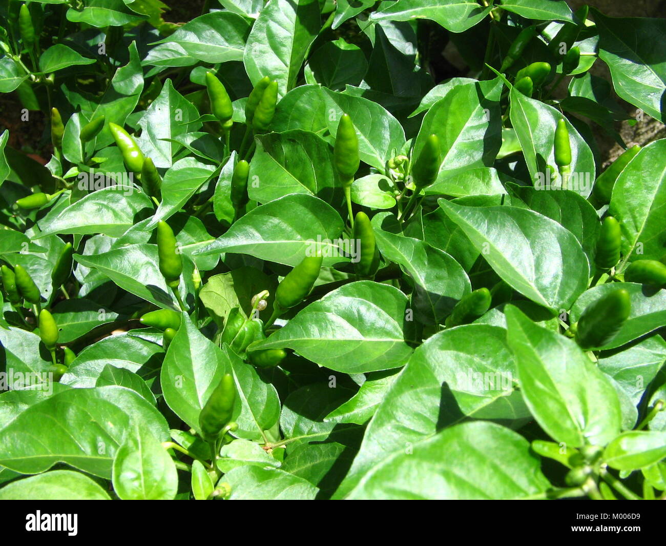 Chili pepper plants Stock Photo - Alamy