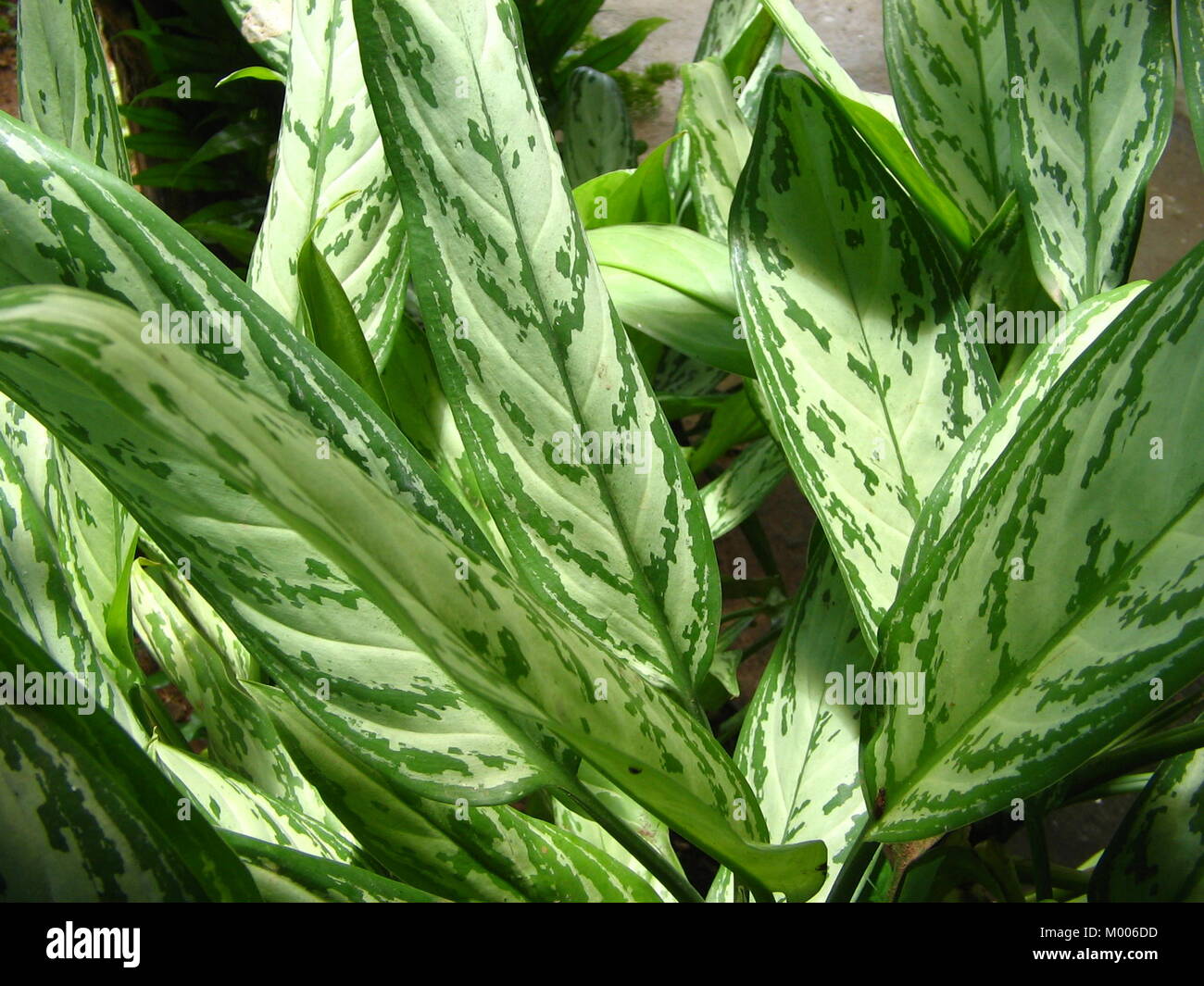 Aglaonema plants hi-res stock photography and images - Alamy