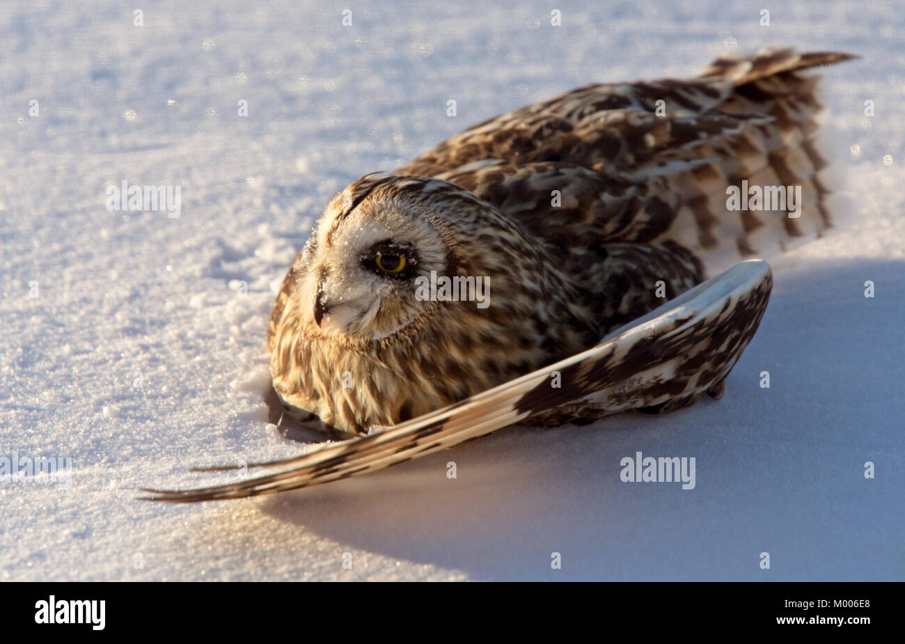 Injured Short Eared Owl broken Wing Winter Canada Stock Photo - Alamy