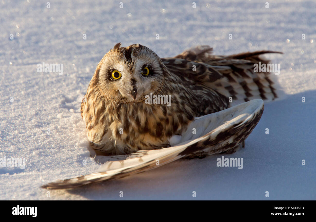 Injured Short Eared Owl broken Wing Winter Canada Stock Photo - Alamy