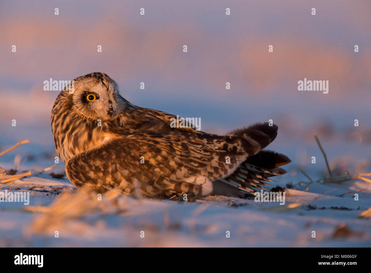 Injured Short Eared Owl broken Wing Winter Canada Stock Photo - Alamy