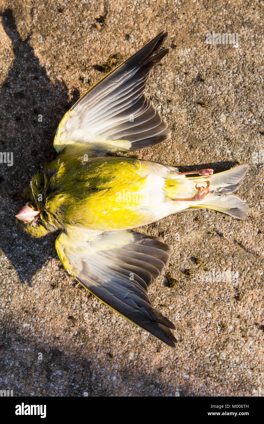 A dead Green Finch, Chloris chloris, many of which are being killed by ...