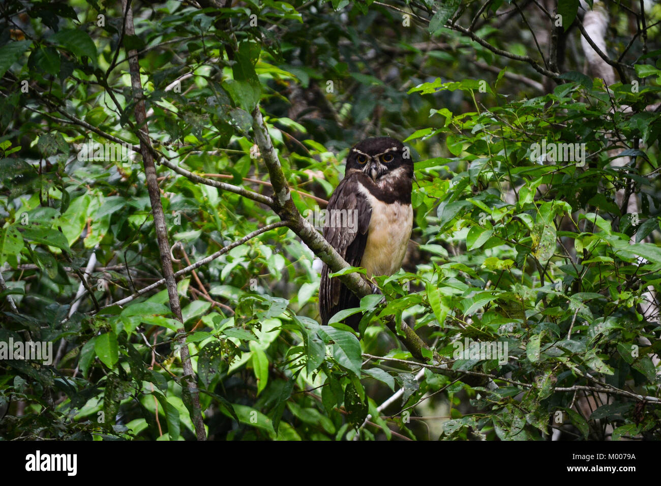 Owl among the trees in Ecuador's Amazon Stock Photo - Alamy