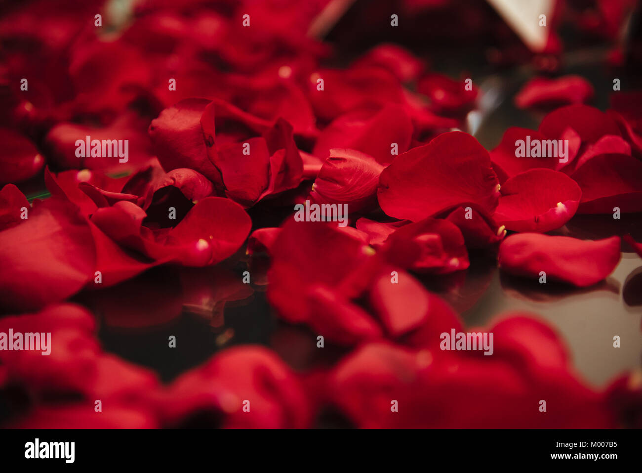 Background of beautiful red rose petals in dark floor Stock Photo - Alamy