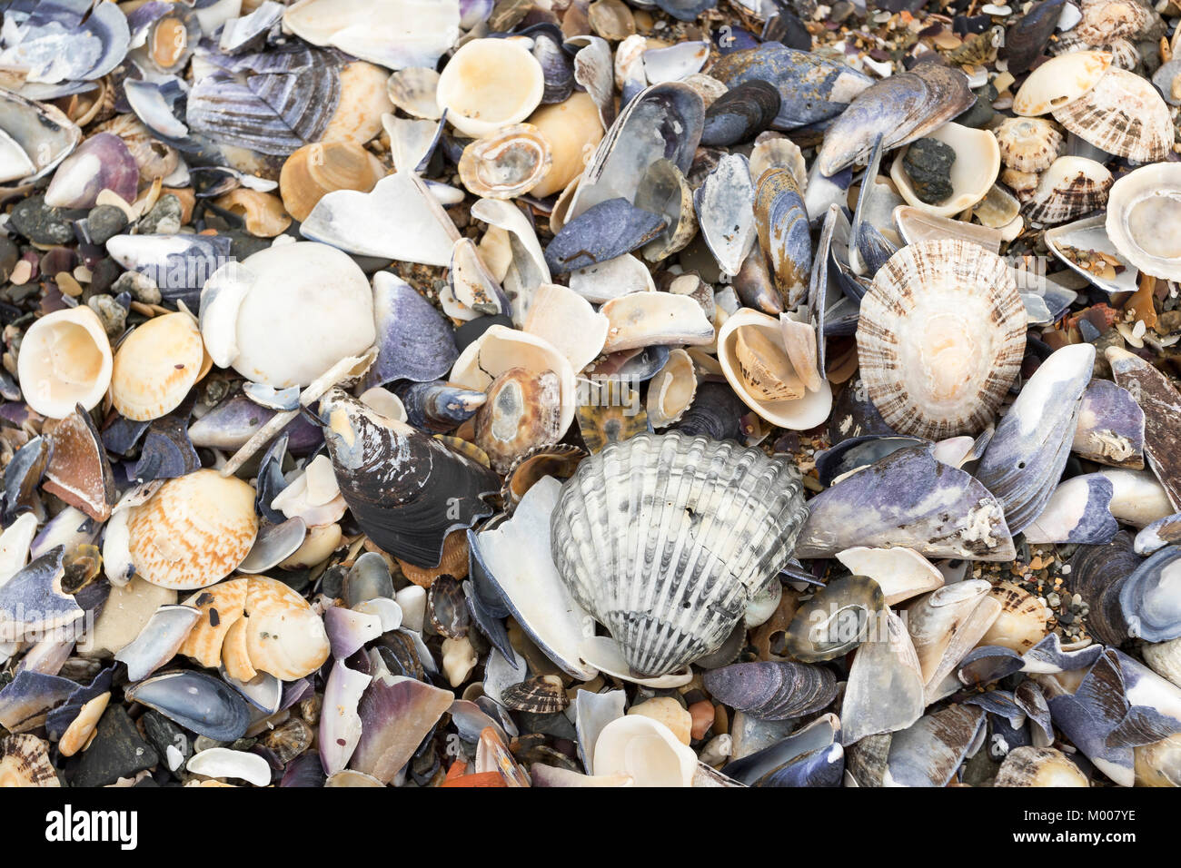 Winkle Shell Stock Photos & Winkle Shell Stock Images - Alamy