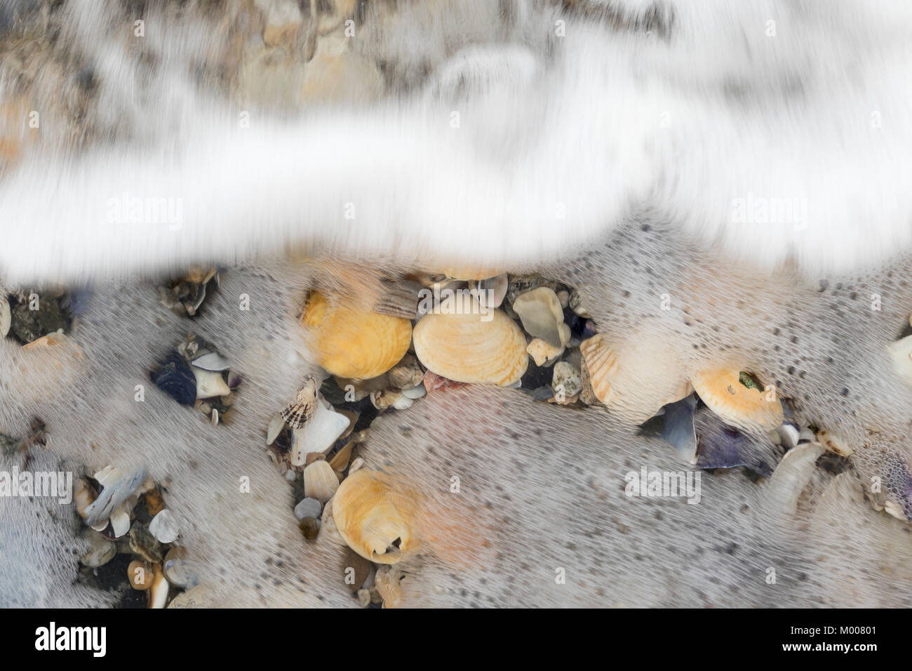 Winkle Shells High Resolution Stock Photography and Images - Alamy