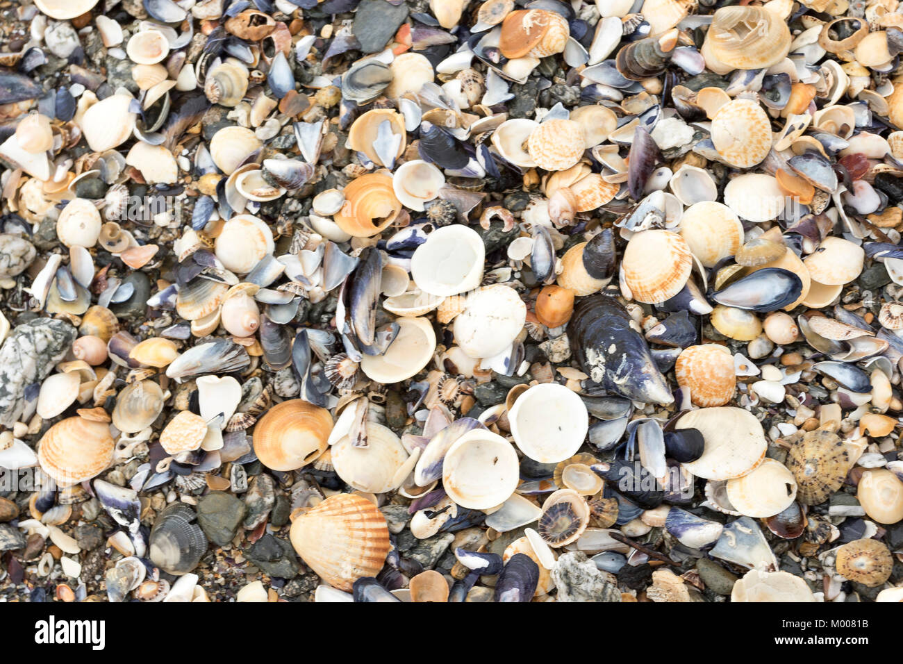 Winkle Shell Stock Photos & Winkle Shell Stock Images - Alamy