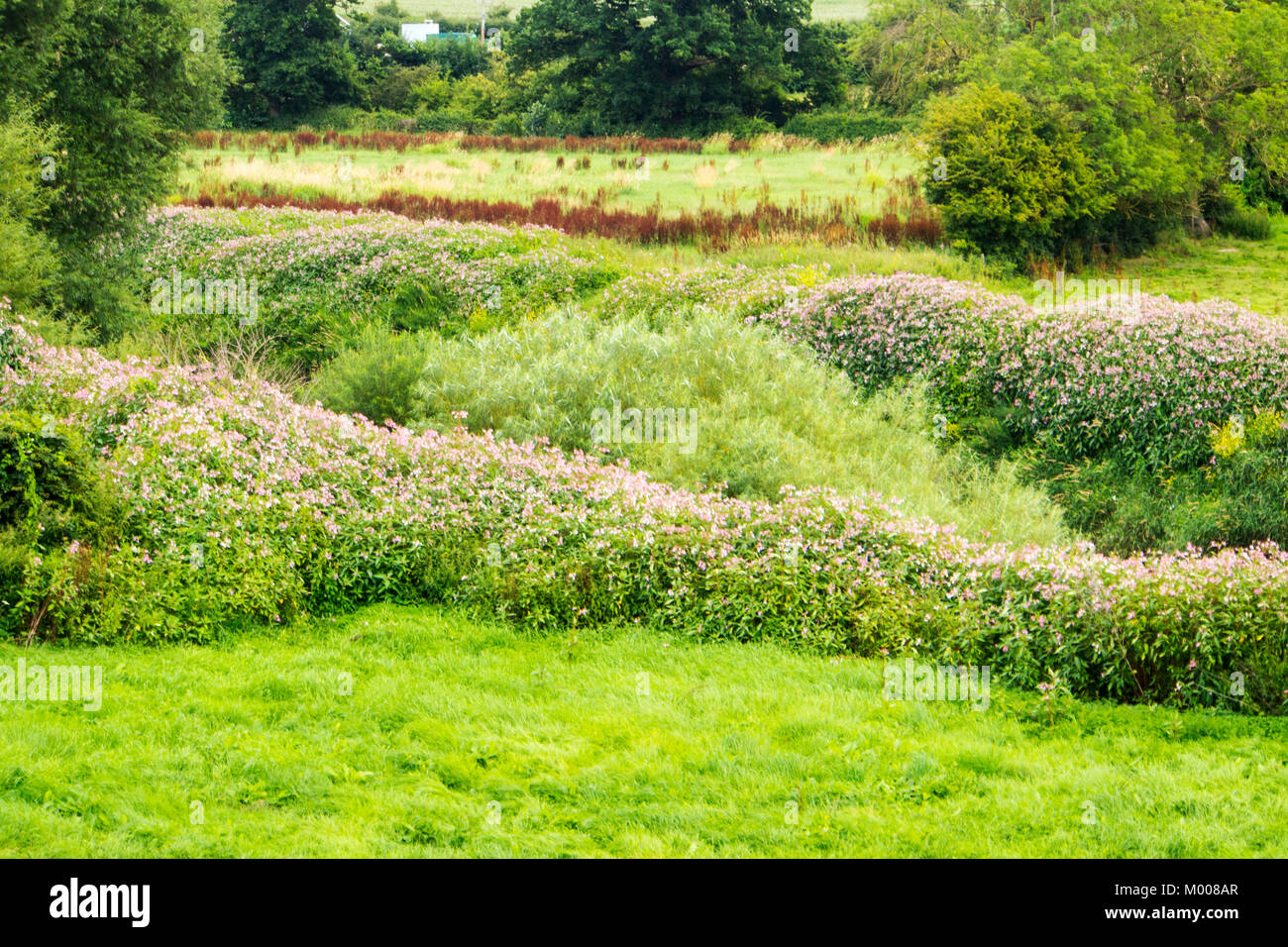 Himalayan balsam, Impatiens glandulifera, a highly invasive foreign ...