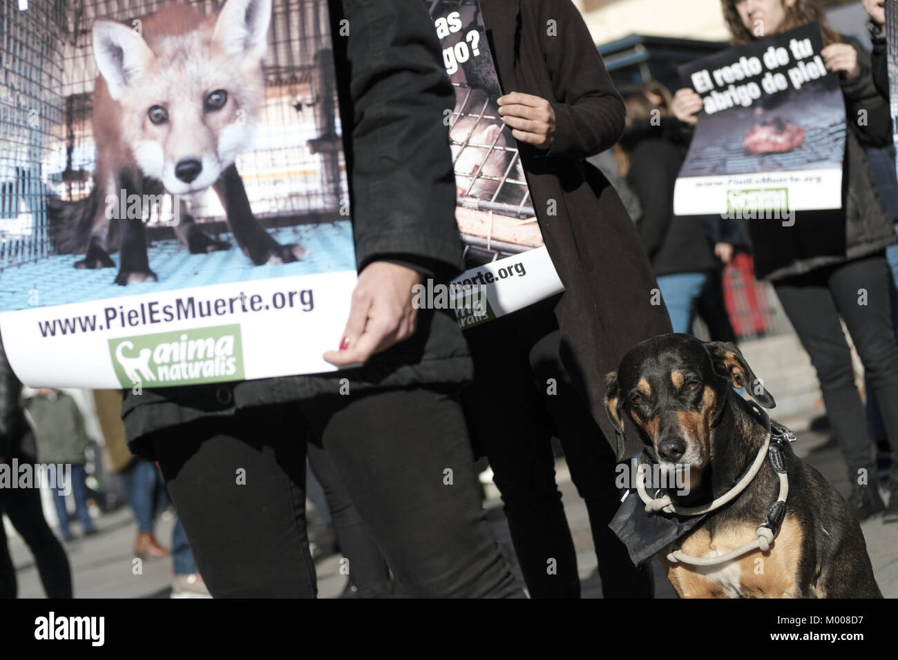 Animal rights protest spain hi-res stock photography and images - Alamy