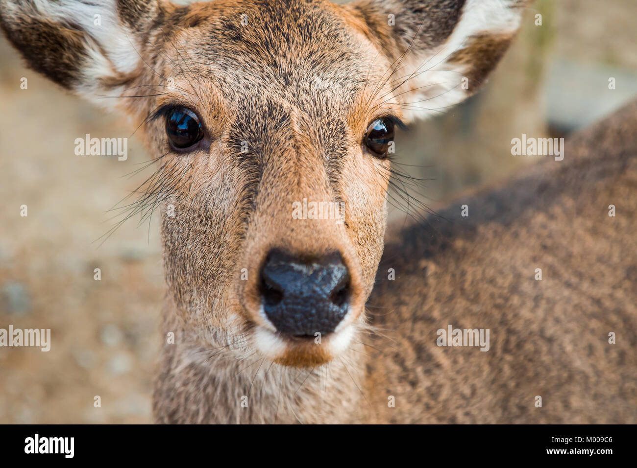Close up of a female Sika Deer at Nara Park in Japan Stock Photo - Alamy