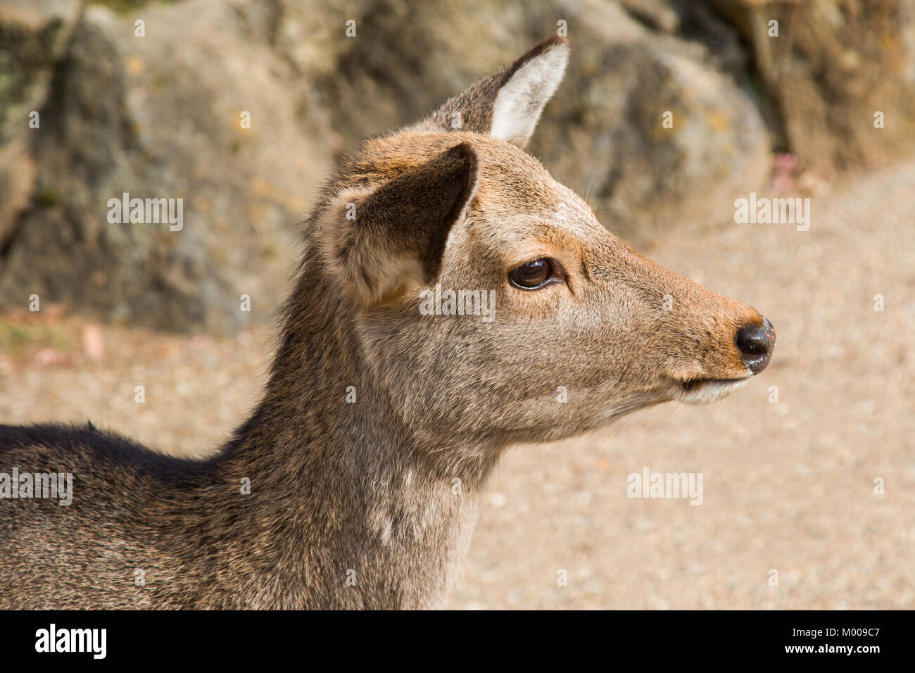 Close up of a female Sika Deer at Nara Park in Japan Stock Photo - Alamy