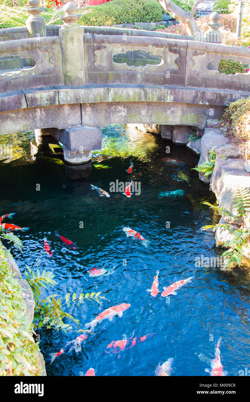 A stone bridge over a creek full of colorful koi fish Stock Photo - Alamy