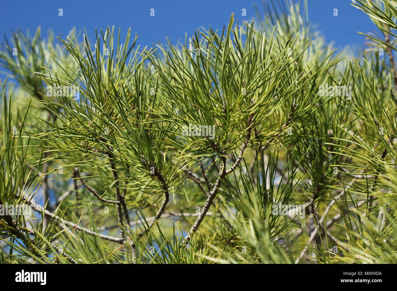 Pinus Halepensis in the mountain under the sun in Alicante Stock Photo ...