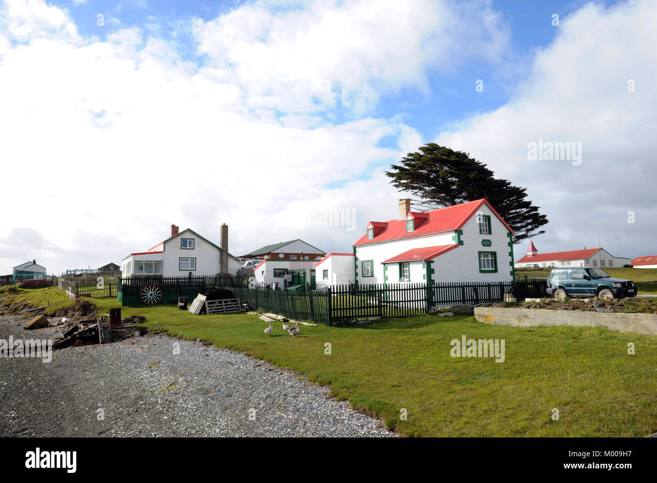 Goose green falklands hi-res stock photography and images - Alamy