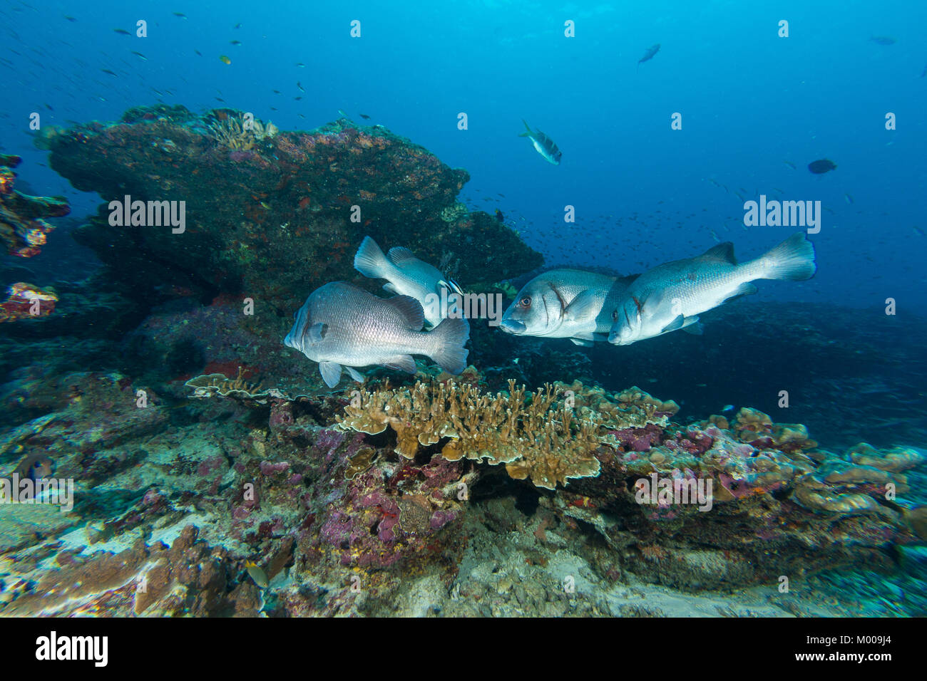 Painted sweetlip fish in the coral reef and rock Stock Photo - Alamy