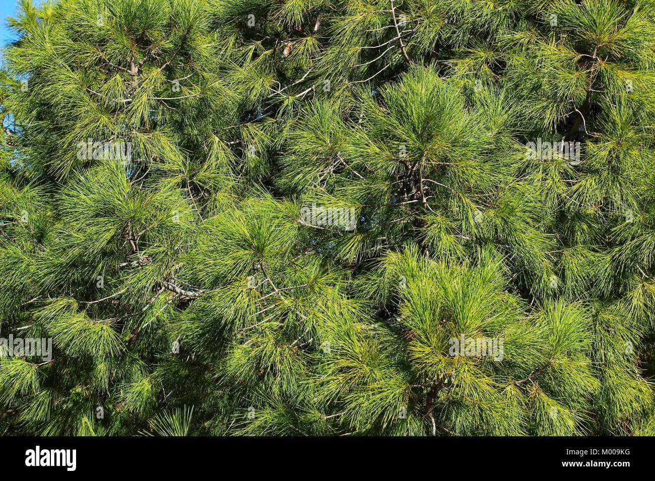 Pinus Halepensis in the mountain under the sun in Alicante Stock Photo ...