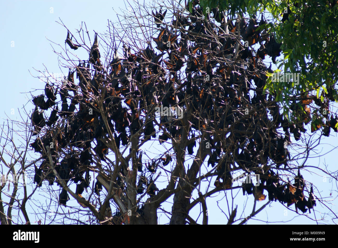 Little brown bats hi-res stock photography and images - Alamy