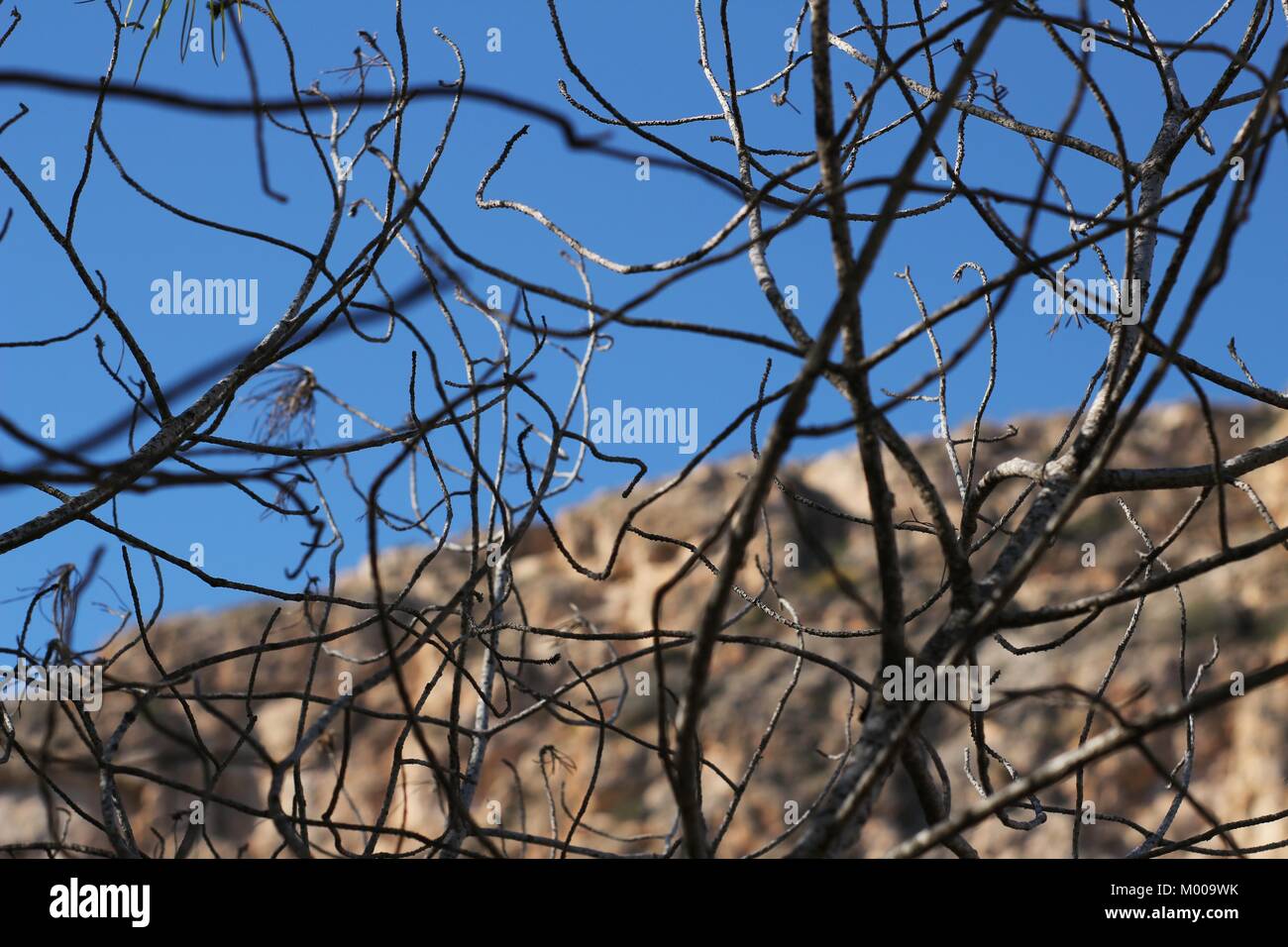 Dry tree branches texture in the mountain Stock Photo - Alamy
